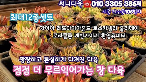 시흥써니다육 점점예뻐지고 살찌는 통통 창다육 최대12종구성🍁가이아대품 토스카넬리 홀리데이 레드다이아몬드 케빈카이저등succulents Plant 多肉植物 Youtube