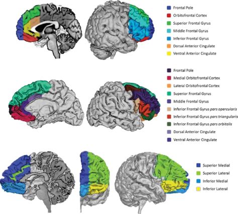 Surface Renderings Of Parcellations Using Manual Top Freesurfer Download Scientific Diagram