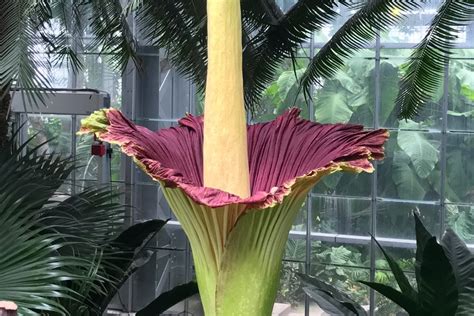 A Corpse Flower Is Blooming In Dc And It Smells Like Death Washingtonian