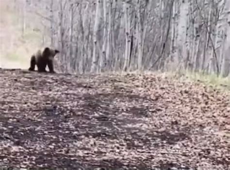 This Bear Cub ‘dancing In The Woods R Natureisfuckingcute