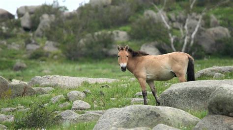 Wild Przewalski Horses In Real Natural Habitat Environment In The