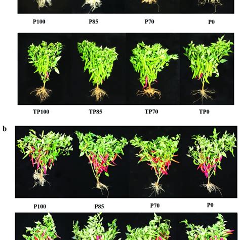 The Effect Of Different Levels Of Phosphate Fertilizer And Trichoderma Download Scientific