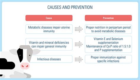 Retained Placenta In Cows