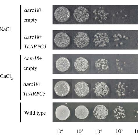Effects Of Expression Of Taarpc3 In Yeast Cells Survival Of The Download Scientific Diagram