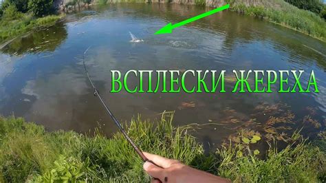 Ловля жереха,голавля,окуня на воблеры.Всплески жереха - YouTube