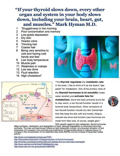 Antibiotics And Thyroid Function