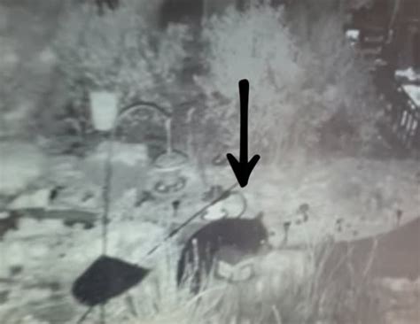 Black Bear Caught On Camera In The Borough Of Monaca Beaver County Radio