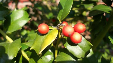Holly Berries Christmas Free Photo On Pixabay Pixabay