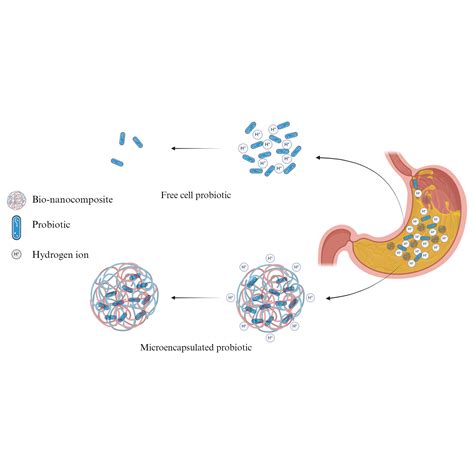 Survival Rates Of Microencapsulated And Non Microencapsulated Probiotics In The Human Stomach