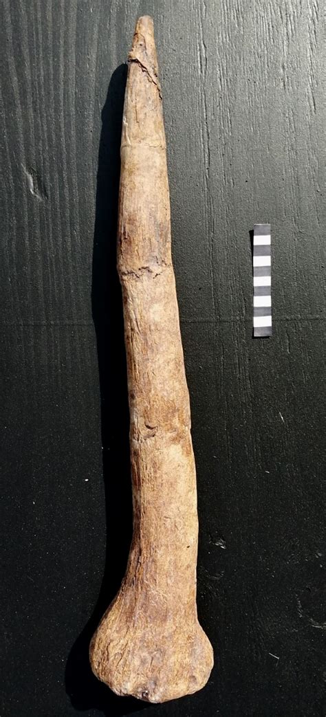 Stegosaurus Life Sized Thagomizer Tail Spike — The Prehistoric Store