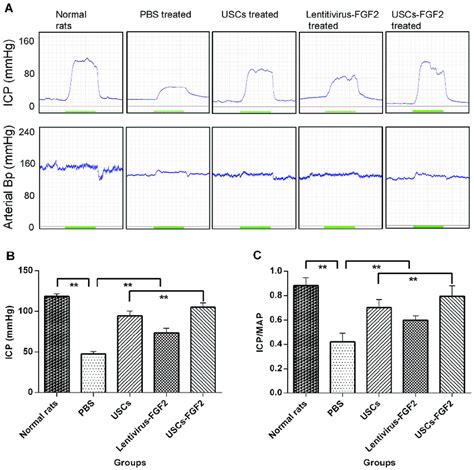 Uscs Or Uscs Fgf2 Improved Erectile Function In Type 2 Diabetic Rats Download Scientific