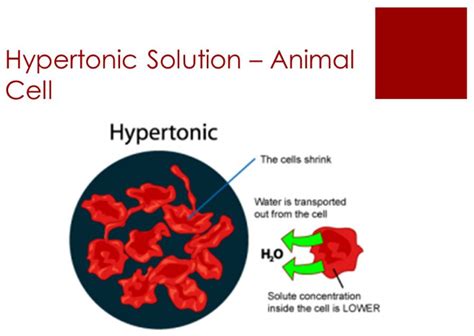 What Happens To A Cell As It Is Placed In A Hypertonic Solution Cbse Tuts