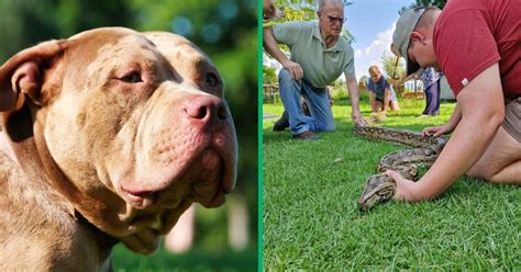 41 Metre Python Swallows Pit Bull In North West South Africans Laugh