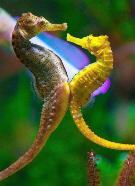 Los Hermosos Caballitos De Mar Hippocampus Taringa Criaturas Marinas Bonitas Caballitos
