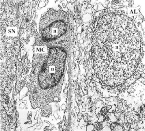 Microglial Cell Mc With Polymorph Nucleus N Contacting A