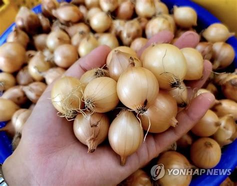 전국서 창녕에서만 나는 미니양파 일본에 6t 수출 나무뉴스