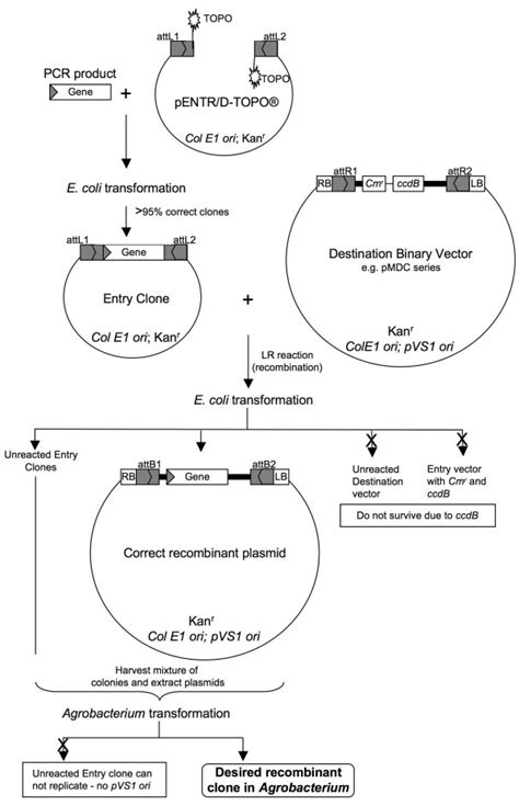 Gene Cloning Diagram