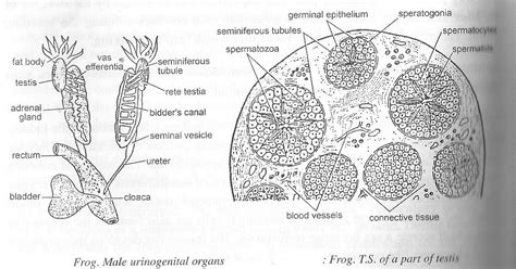 Zoology For Higher Secondary Level Frog Male Reproductive System