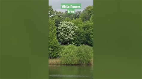 봄이 되면 크고 잘생긴 나무 전체가 향기도 좋은 흰꽃으로 뒤덮히는데 2010년에 국제로타리클럽에서 기념식수한 나무입니다 Youtube