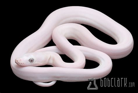Phantom Reticulated Python Traits Morphpedia