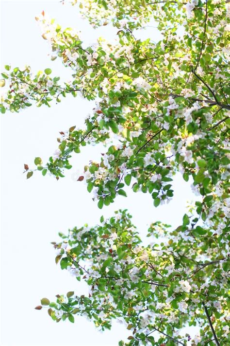 Background With Many White Flowers Withe Flower Growing On The Bush In Garden On Sunny Day