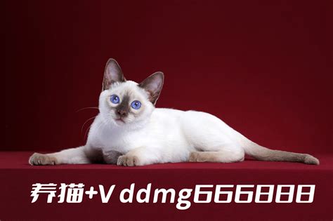 暹罗猫价格多少钱一只 知乎