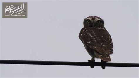 پرندگان ، جغد کوچک