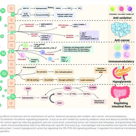 Recommended Dietary Selenium Intakes For Various Regions And According Download Scientific Recommended Dietary Selenium Intakes For Various Regions And According Download Scientific