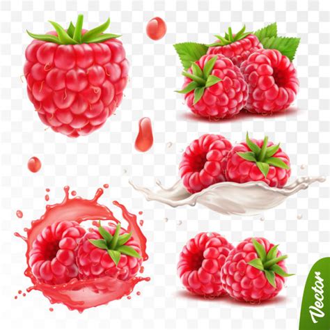 39 300 Raspberry Stock Illustrations Royalty Free Vector Graphics And Clip Art Istock