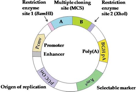 Plasmid Based DNA Vaccines IntechOpen