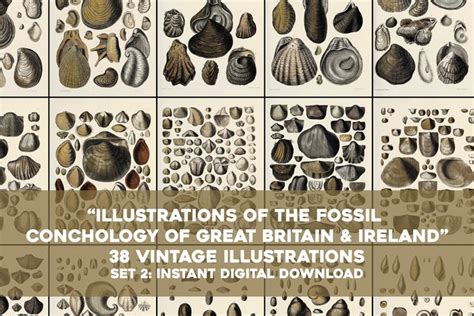Britain Ireland Fossil Seashells 2 Hi Res Restored Images