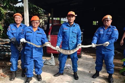6 Foot Python Caught In Chicken Coop In Sibu