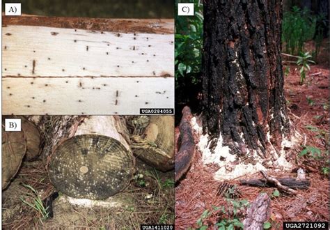 Ambrosia Beetle Biology Impact And Management Land Grant Press