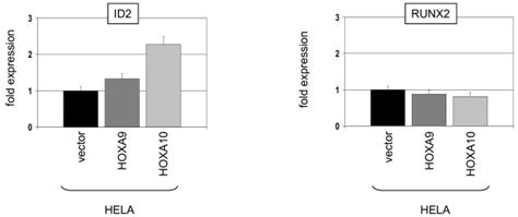 Expression Analysis In Hela Cells Hela Cells Were Transfected With