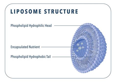 What Are Liposomes Natural Liposomes