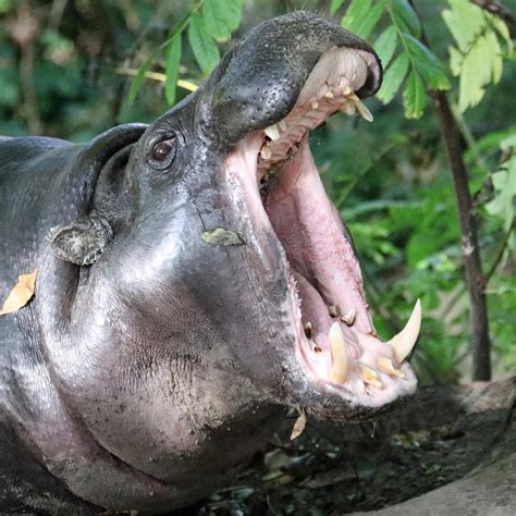 Pygmy Hippo