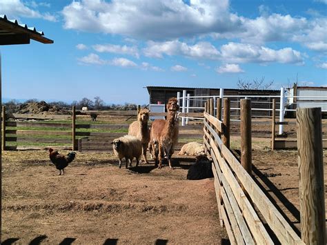 Честита Първа Пролет Нека Конна база Войнеговци Facebook