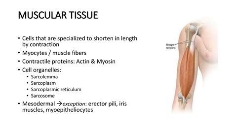 Musculartissue For Cssd Pptx Copy Pptx