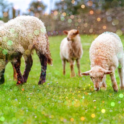 Shepherding Economy Or Not The Anglican Church