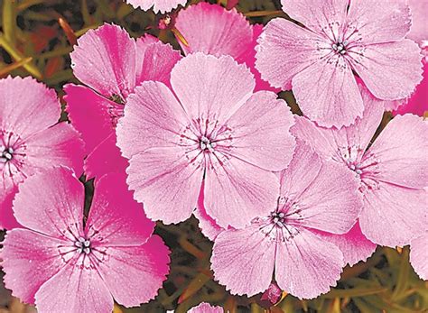 Най дълго цъфтящите градински и балконски цветя Български Фермер