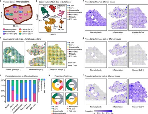 Spatial Gene Expression Dynamics Analysis Of Inflammation Induced