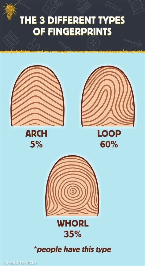 3 Types Of Fingerprints Explained
