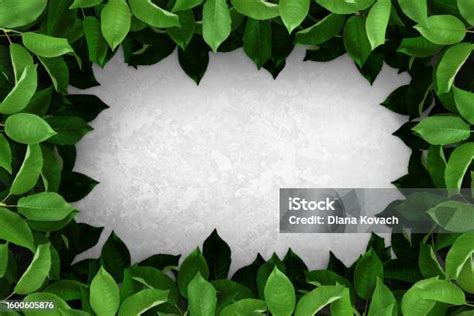 회색 콘크리트 배경 주위에 녹색 나뭇잎의 구성 나뭇잎과 그림자가 있는 나뭇가지 광고 자연 보드 유기 포스터 생태 모형 평면도 평면도 클로즈업 복사 공간 0명에 대한 스톡