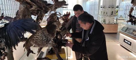 我校生物多样性标本馆开展标本修复保养工作 信阳农林学院实验室管理处