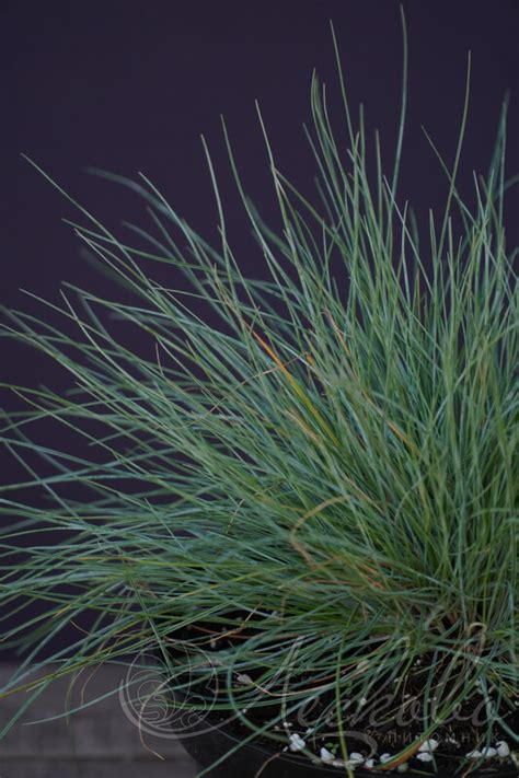 Овсяница сизая (Festuca glauca `Varna`) - Овсяница сизая- Злаки ...