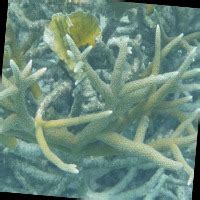 Coral Species Object Detection Dataset And Pre Trained Model By Dark Blue