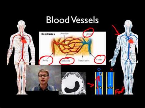 Circulatory System Bozemanscience