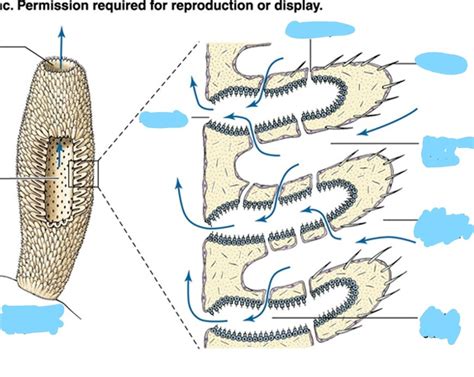 Syconoid Diagram Diagram Quizlet