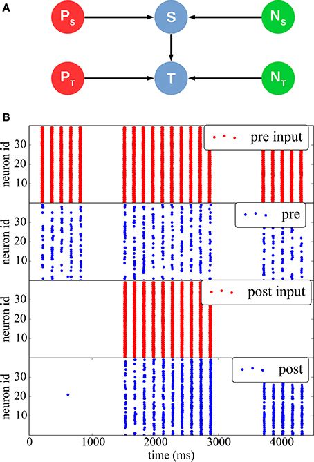 stdp with a teacher signal a network structure two different