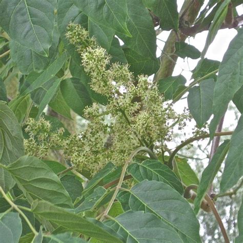 Tree Of Heaven Tree Guide UK Tree Of Heaven